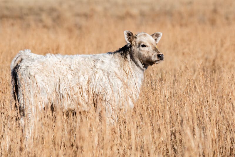 Close Up of White Calf in Tall Grass Stock Image - Image of calf ...