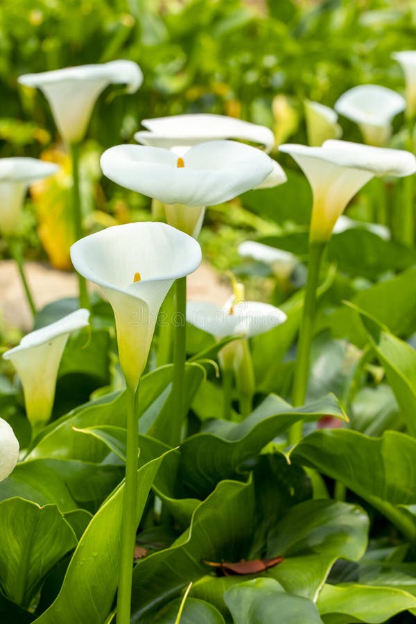 Close Up, Spring, Calla Lily Park, White Calla Lily, Calla Lily ...