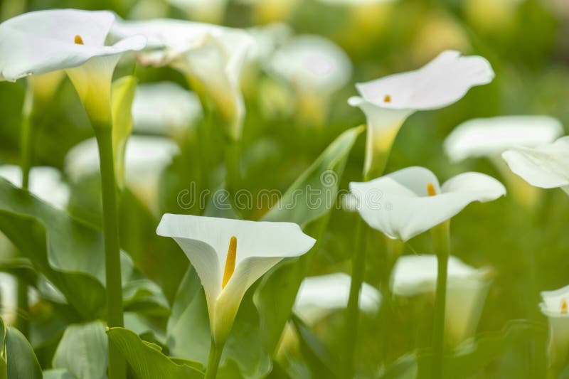Close Up, Spring, Calla Lily Park, White Calla Lily, Calla Lily ...