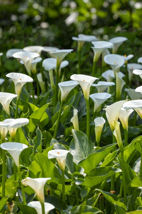 Close Up, Spring, Calla Lily Park, White Calla Lily, Calla Lily ...