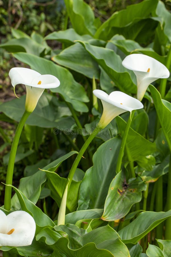 Close Up, Spring, Calla Lily Park, White Calla Lily, Calla Lily ...