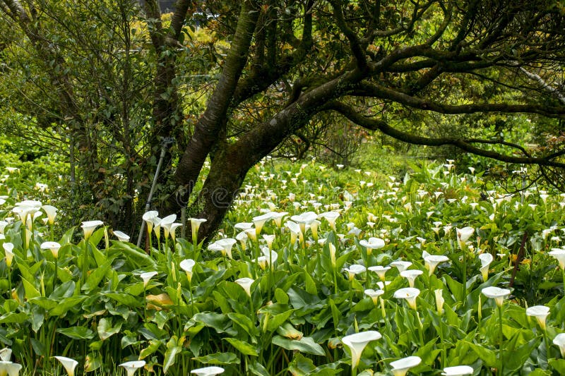 Close Up, Spring, Calla Lily Park, White Calla Lily, Calla Lily ...