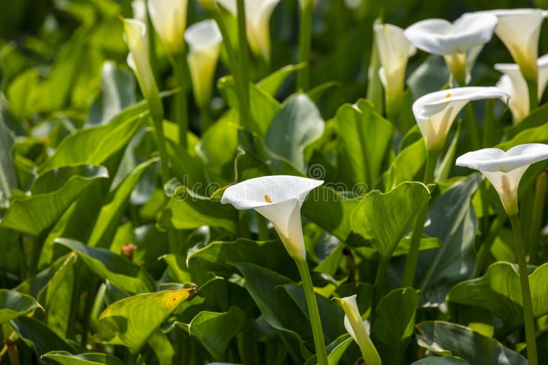 Close Up, Spring, Calla Lily Park, White Calla Lily, Calla Lily ...