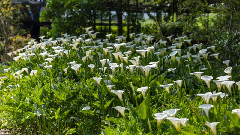 Close Up, Spring, Calla Lily Park, White Calla Lily, Calla Lily ...