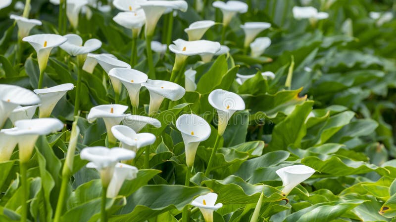 Close Up, Spring, Calla Lily Park, White Calla Lily, Calla Lily ...
