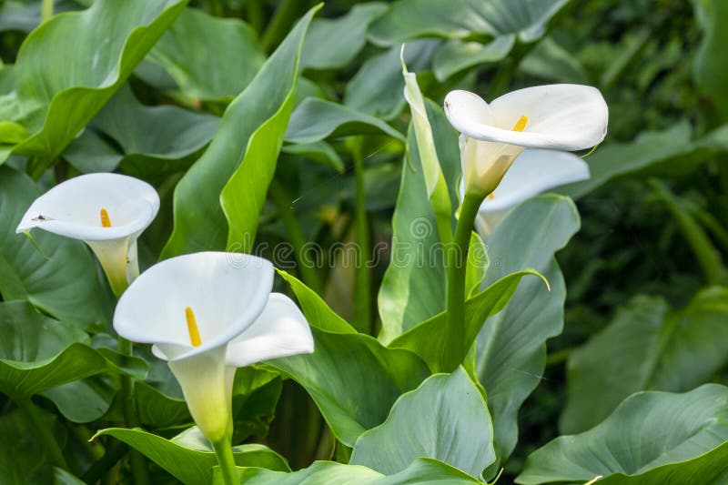 Close Up, Spring, Calla Lily Park, White Calla Lily, Calla Lily ...