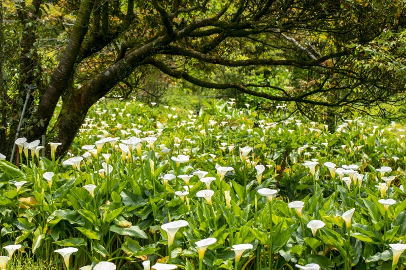 Close Up, Spring, Calla Lily Park, White Calla Lily, Calla Lily ...