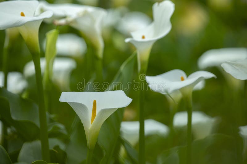 Close Up, Spring, Calla Lily Park, White Calla Lily, Calla Lily ...
