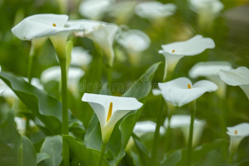 Close Up, Spring, Calla Lily Park, White Calla Lily, Calla Lily ...