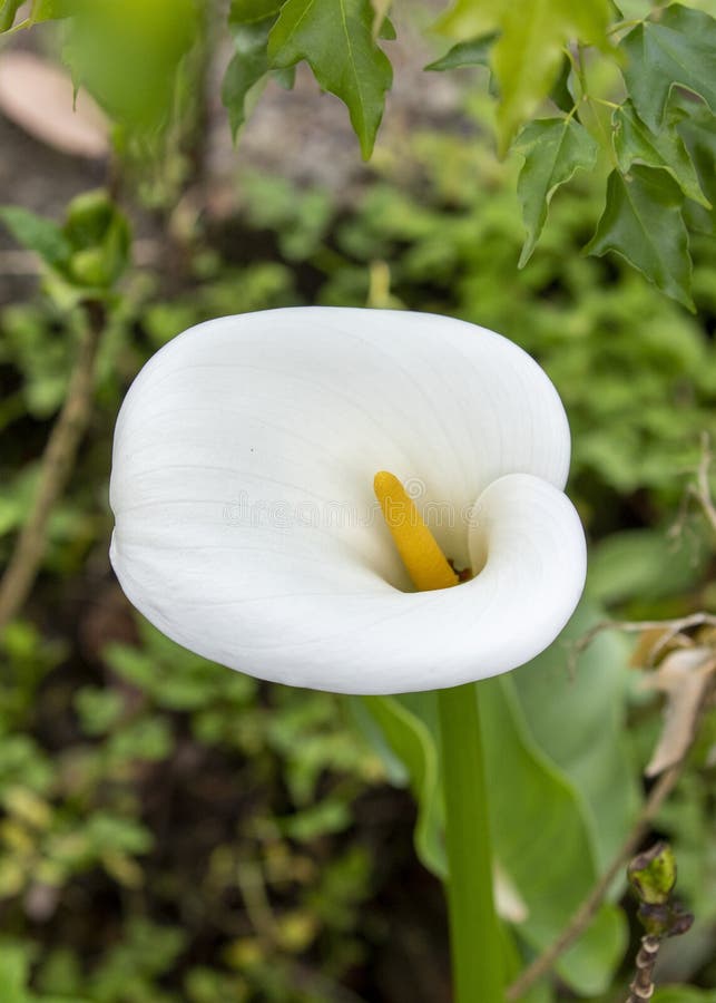 Close Up, Spring, Calla Lily Park, White Calla Lily, Calla Lily ...