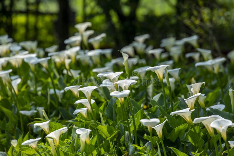Close Up, Spring, Calla Lily Park, White Calla Lily, Calla Lily ...