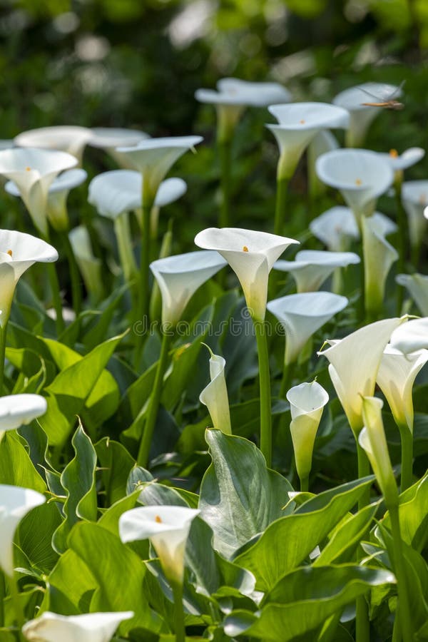 Close Up, Spring, Calla Lily Park, White Calla Lily, Calla Lily ...
