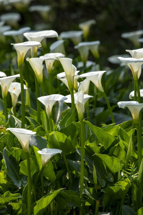 Close Up, Spring, Calla Lily Park, White Calla Lily, Calla Lily ...