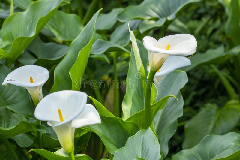 Close Up, Spring, Calla Lily Park, White Calla Lily, Calla Lily ...
