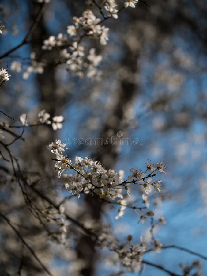 Close Up of White Cherry Blossoms Fading into Blur. Stock Image - Image ...