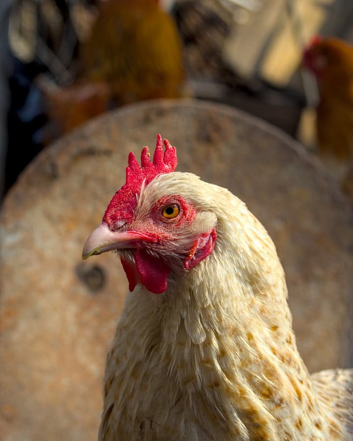 Close Up of White Chicken Head Stock Image - Image of agriculture ...