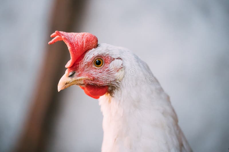 Close Up White Chicken in Rustic Farm Yard Stock Image - Image of head ...