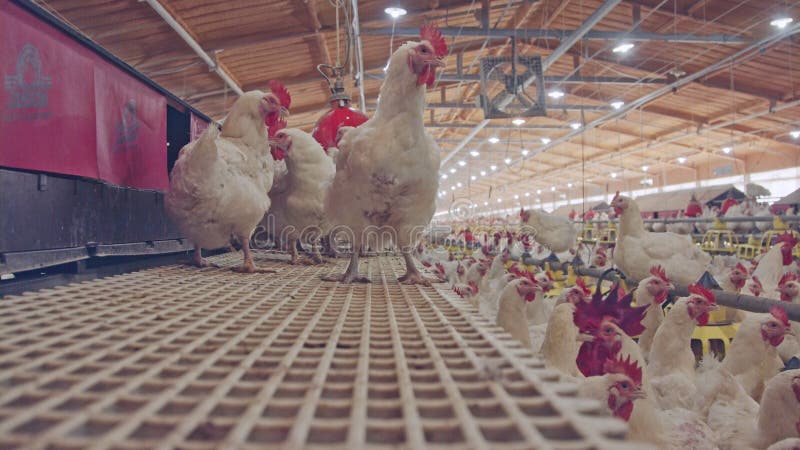 Close Up of Chickens in a Large Scale Chicken Farm Stock Video - Video ...