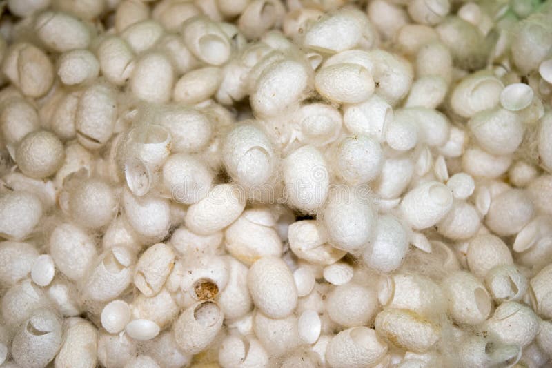 Close Up White Cocoon Abstract Background Textures Stock Photo - Image ...