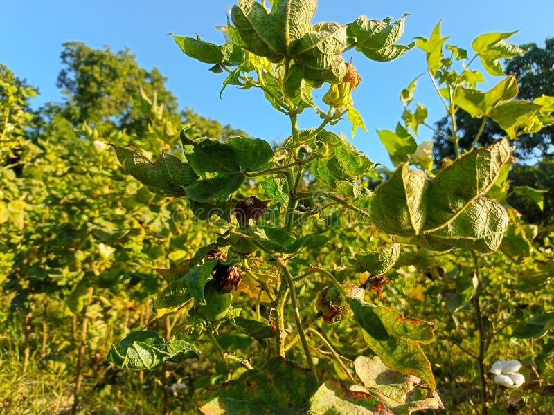 Close Up of White Cotton Flower. Cotton Flower Stock Image - Image of ...