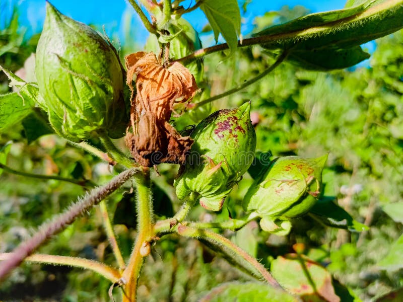Close Up of White Cotton Flower. Cotton Flower Stock Image - Image of ...