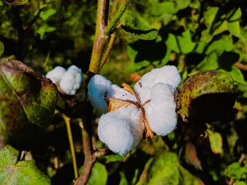 Close Up of White Cotton Flower. Cotton Flower Stock Photo - Image of ...
