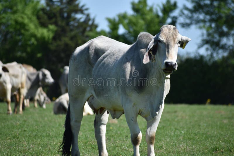 Big White Cow Close Up stock photo. Image of grass, green - 114056984