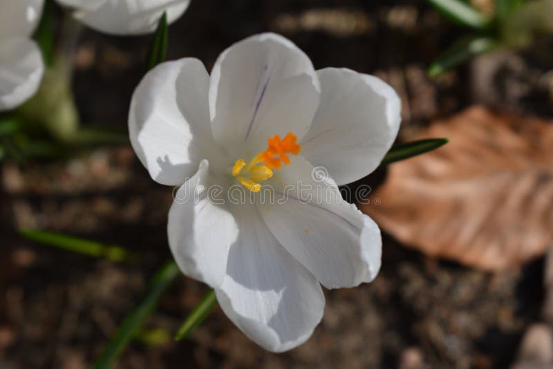 White Crocus Flowers in Spring Stock Image - Image of crocus, plant ...