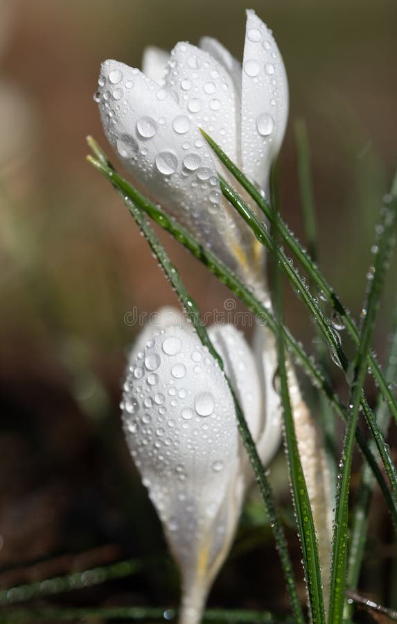 Close Up of White Crocus Growing in the Meadow. There are Drops on the ...