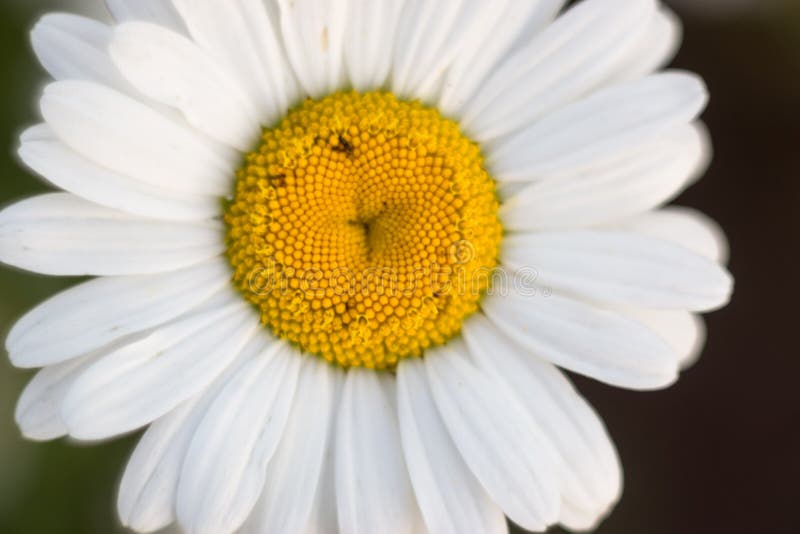 Close-up of a White Daisy in the Middle of a Small Midg E. Macro ...