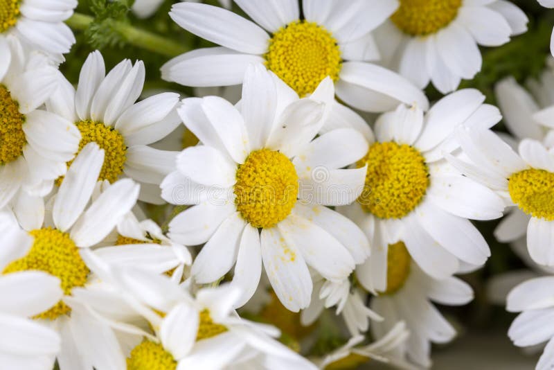 Close Up White Daisy Spring Season Photo Stock Photo - Image of yellow ...