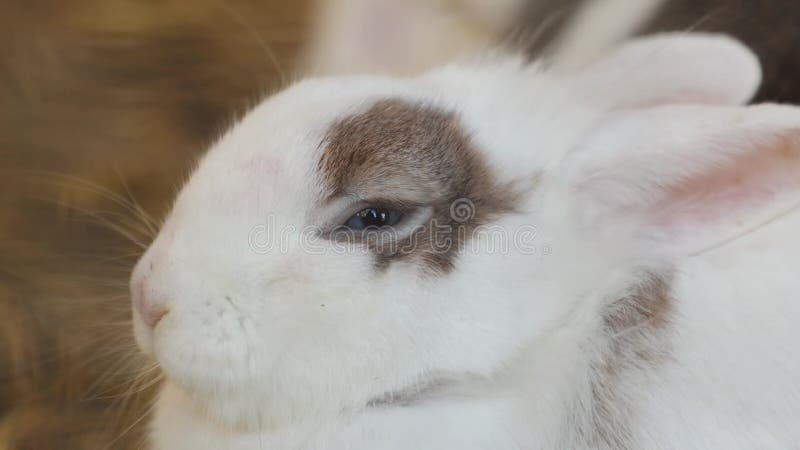 Close Up of White Decorative Rabbit Rest on Hay. Zoo and Rabbit Farm ...