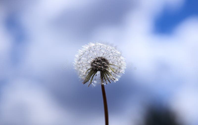Close Up of White Delicate Dandelion Stock Image - Image of botany ...