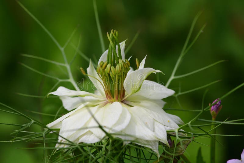 Devil in the Bush Nigella Damascena Stock Photo - Image of blooming ...