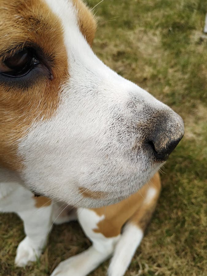 A Close Up of a White Dog Nose Stock Photo - Image of texture, brown ...