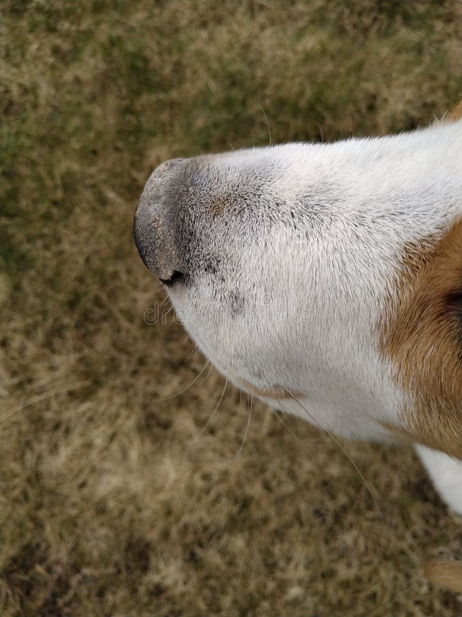 A Close Up of a White Dog Nose Stock Image - Image of pattern, texture ...