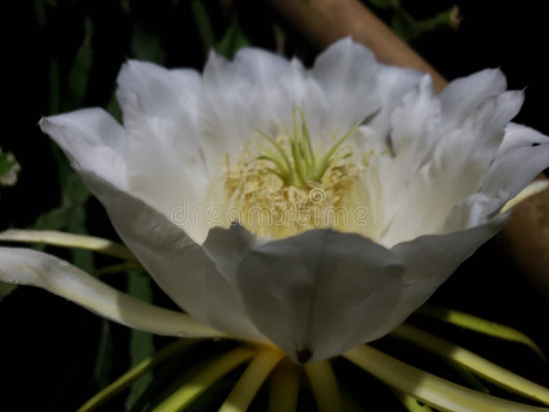 Close Up of a White Dragon Fruit Flower Blooming at Night Stock Photo ...