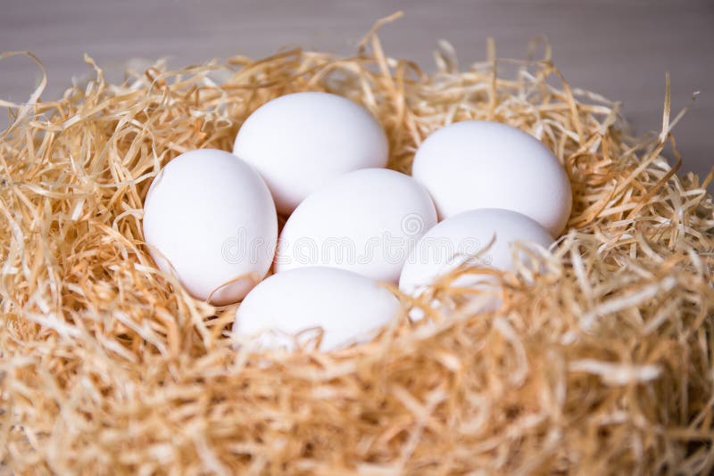 Close Up of White Eggs in Nest Stock Image - Image of closeup ...