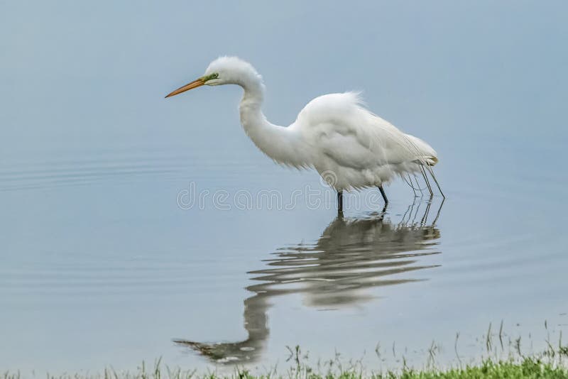 White Great Egret Looking for Fish in Shallow Water Stock Image - Image ...