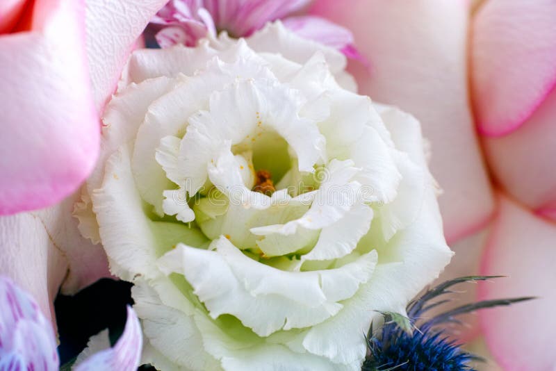 Close-up of White Eustoma in Floral Composition Stock Photo - Image of ...
