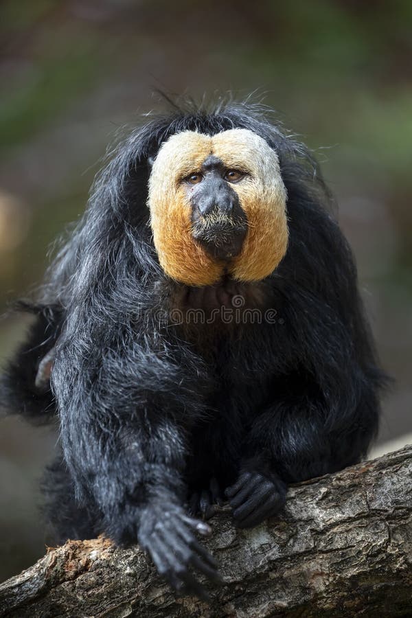 Close-up of White-faced Saki Monkey Stock Photo - Image of animal ...