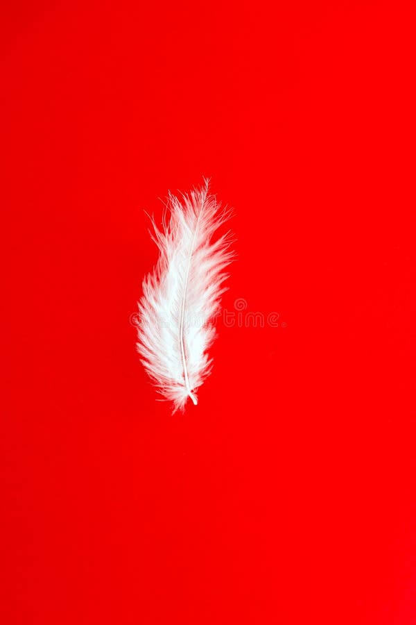 White Feather on Red Background, Isolated Object Stock Photo - Image of ...