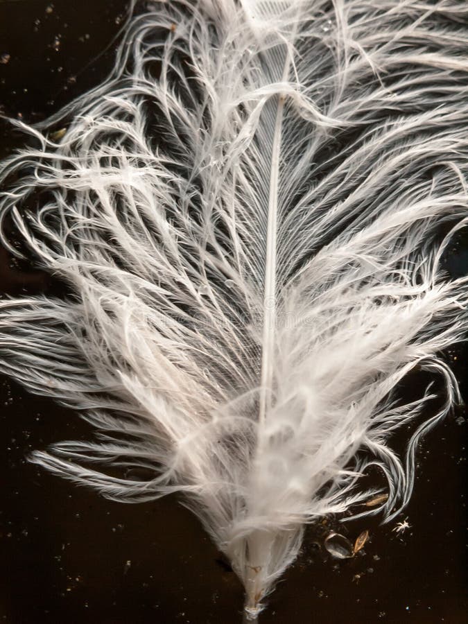 Close Up of White Feather on Water Surface Stock Image - Image of ...