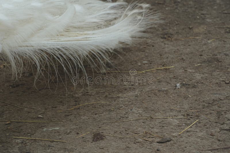 The Close-up of White Feathers Showcases Their Intricate Beauty and ...