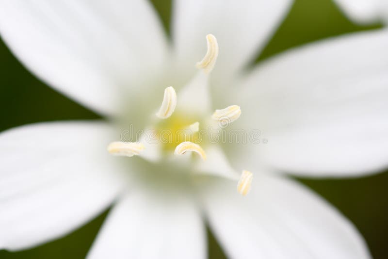 Close up of a white flower stock image. Image of curve - 701315