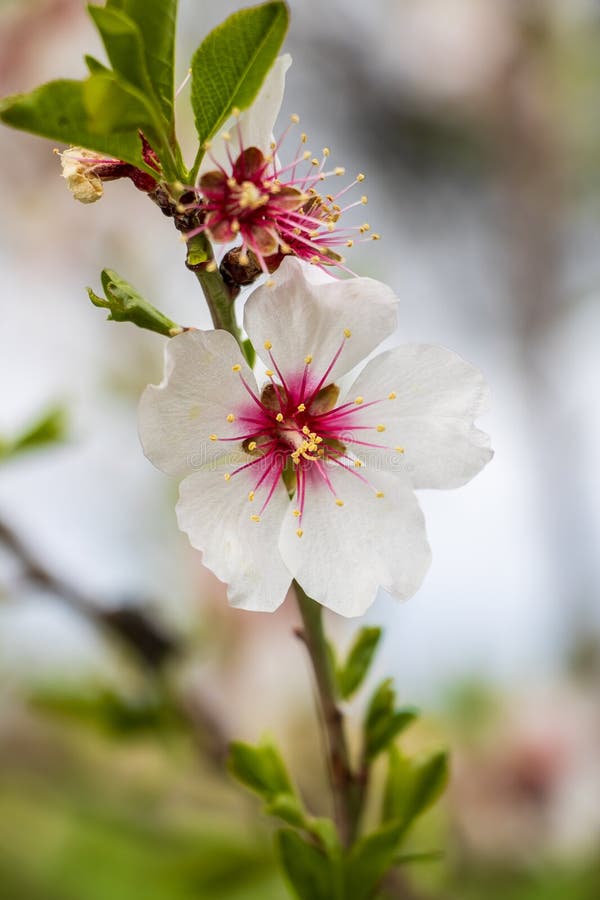 Close-up of the White Flowers of the Almond Tree Stock Photo - Image of ...