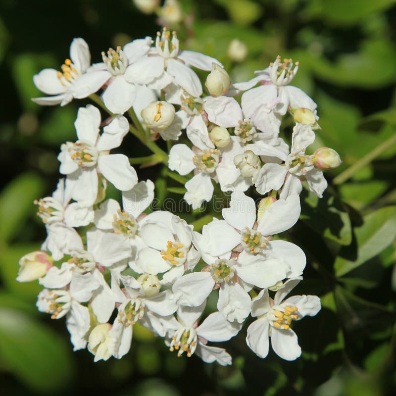 Close-up of White Flowers of Choisya Ternata Stock Image - Image of ...