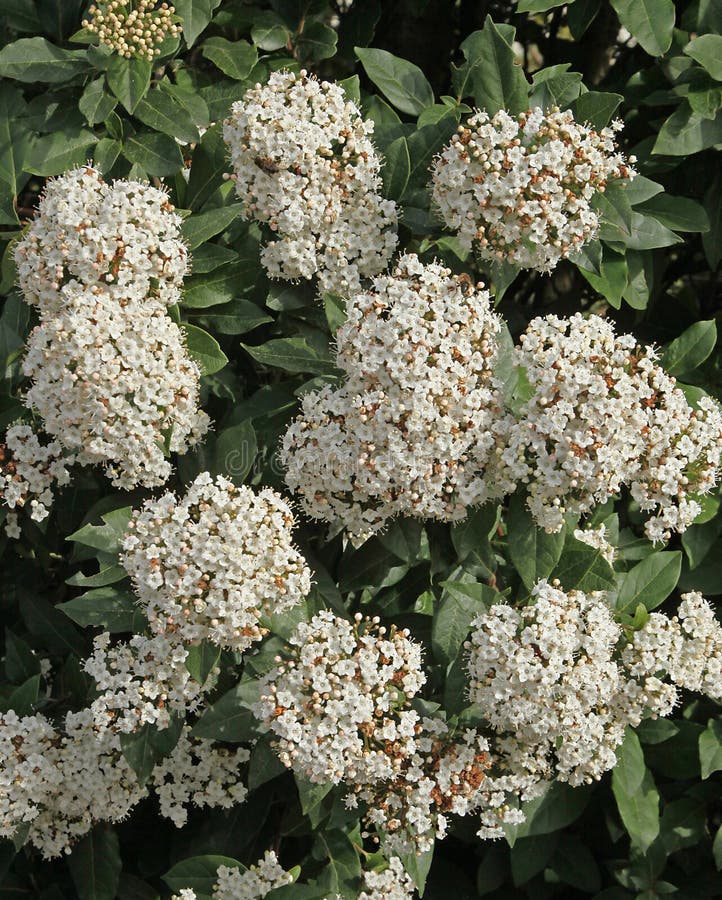Close Up of White Flowers of Viburnum Tinus Flowers Stock Photo - Image ...