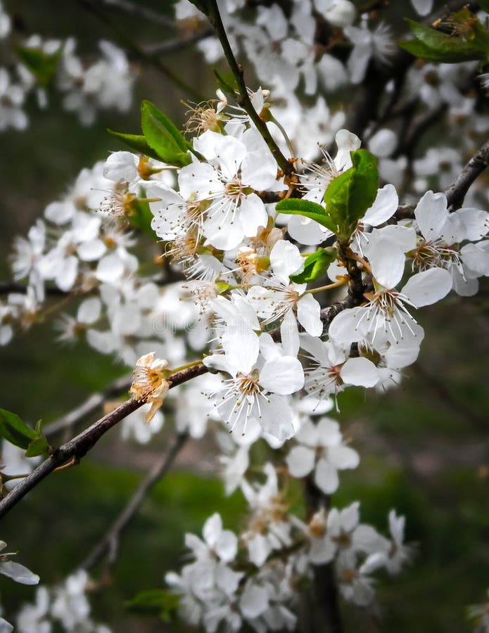 Close Up of Red, Wild Apple Tree Flowers. Flowering Trees - Waking Up ...