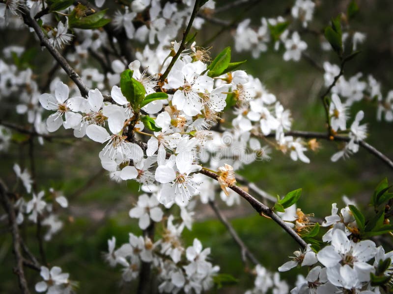 Close Up of White Flowers of Wild Apple Tree Stock Image - Image of ...